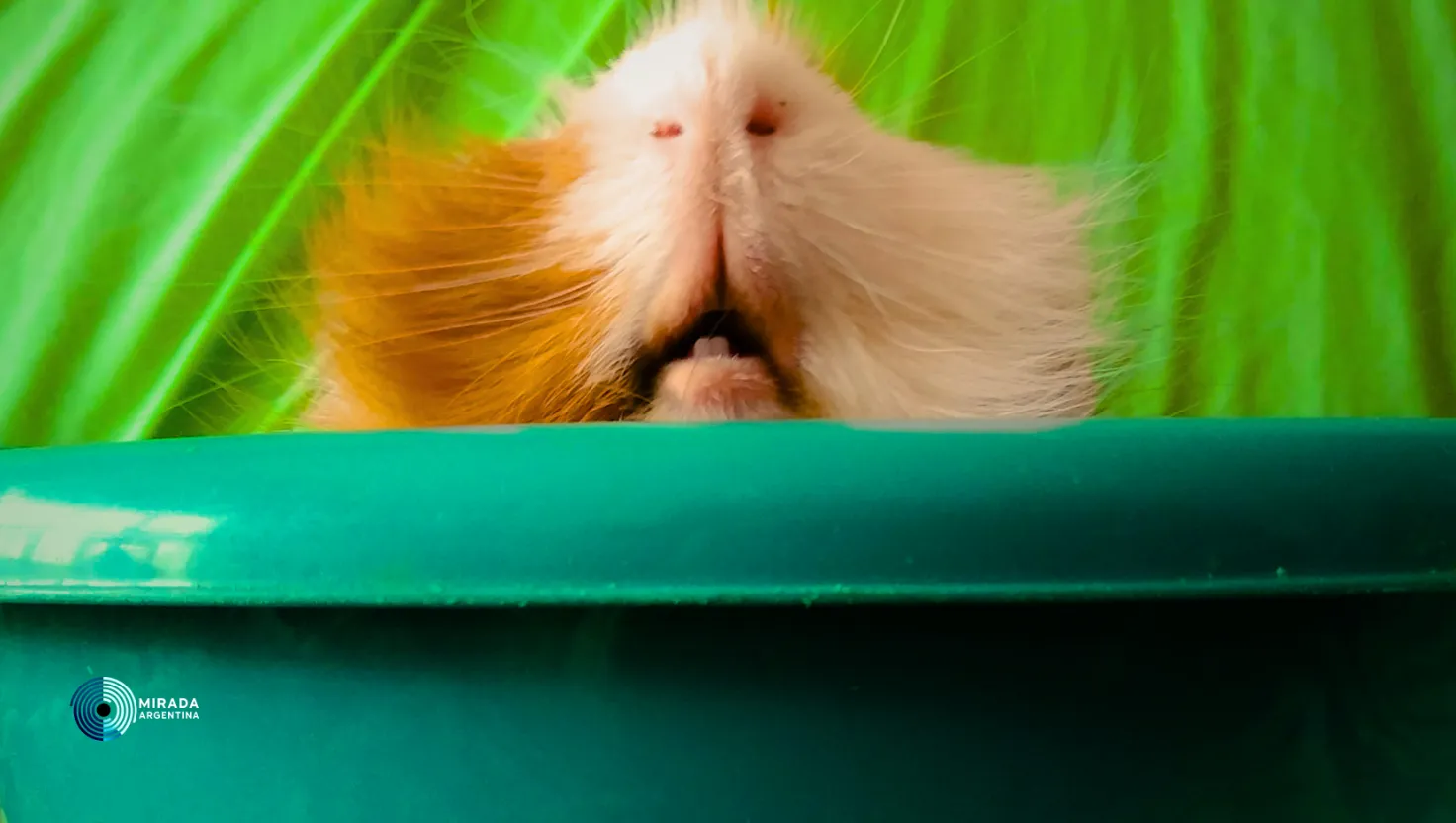 El chanchito de la India, una especie sudamericana que se volvió parte ...